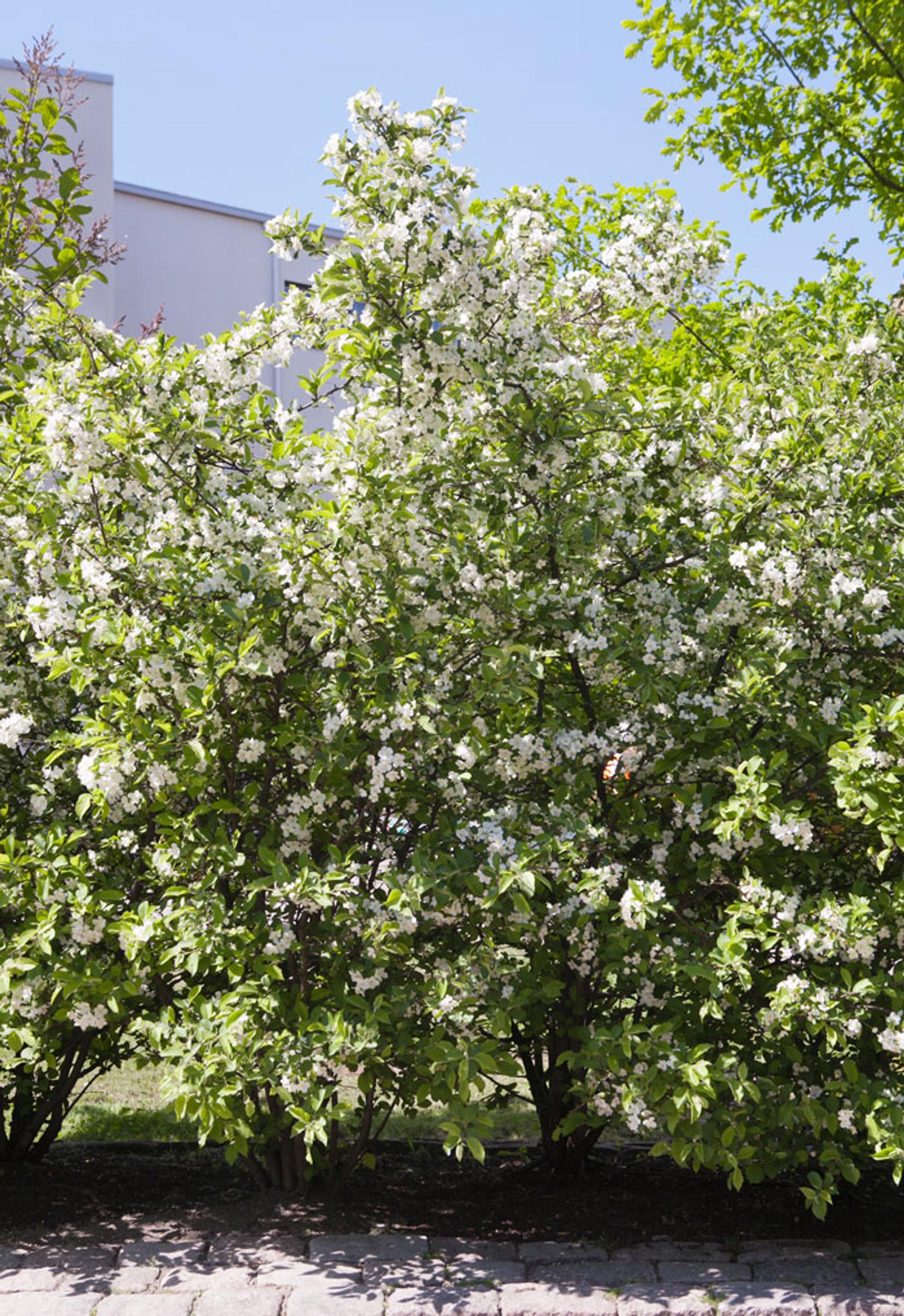 Marjaomenapensaan hoito | Meillä kotona