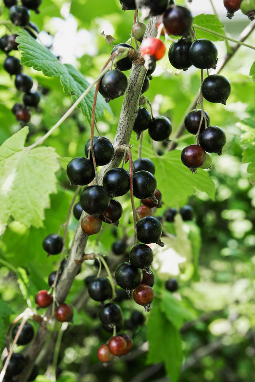 Mustaherukan leikkaus | Meillä kotona