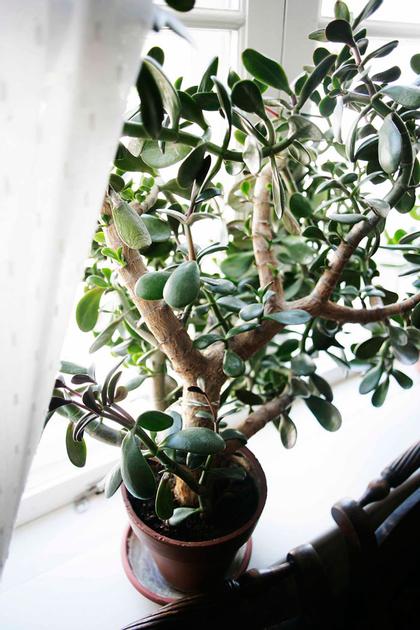 Rahapuun typistäminen | Viherpiha