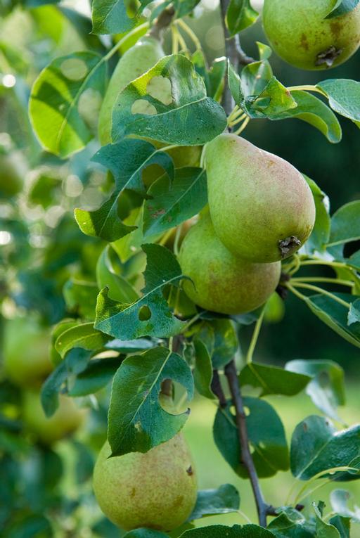 Kirsikkapuun leikkaus | Meillä kotona