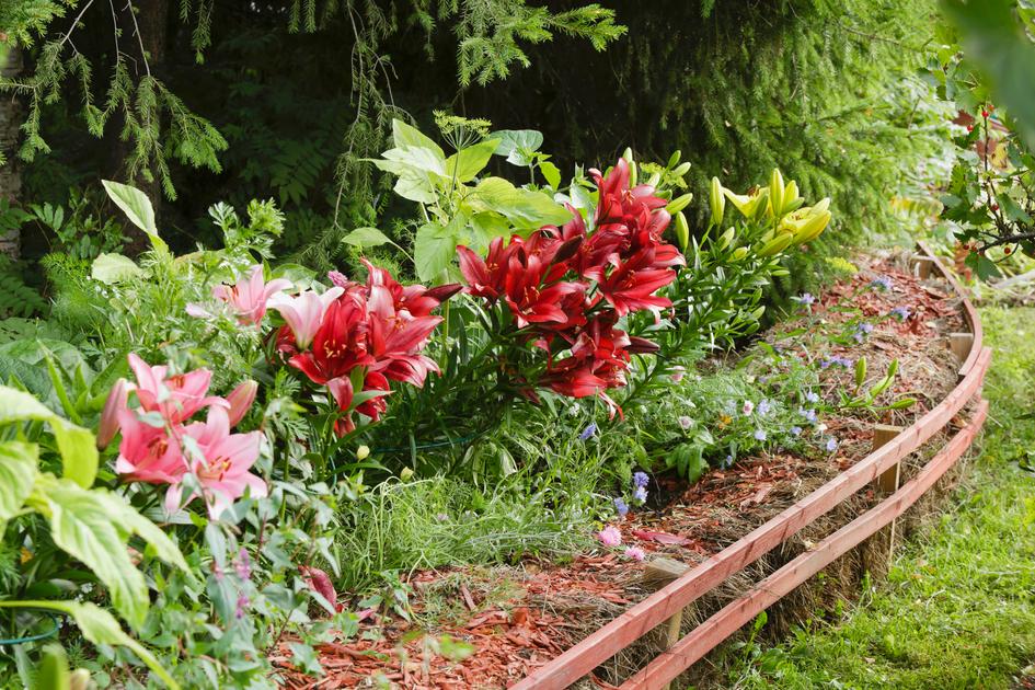 Kohopenkki ja rikkakasvit | Viherpiha