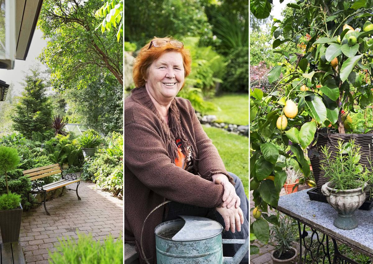 Timjami – kasvatus ja hoito | Viherpiha