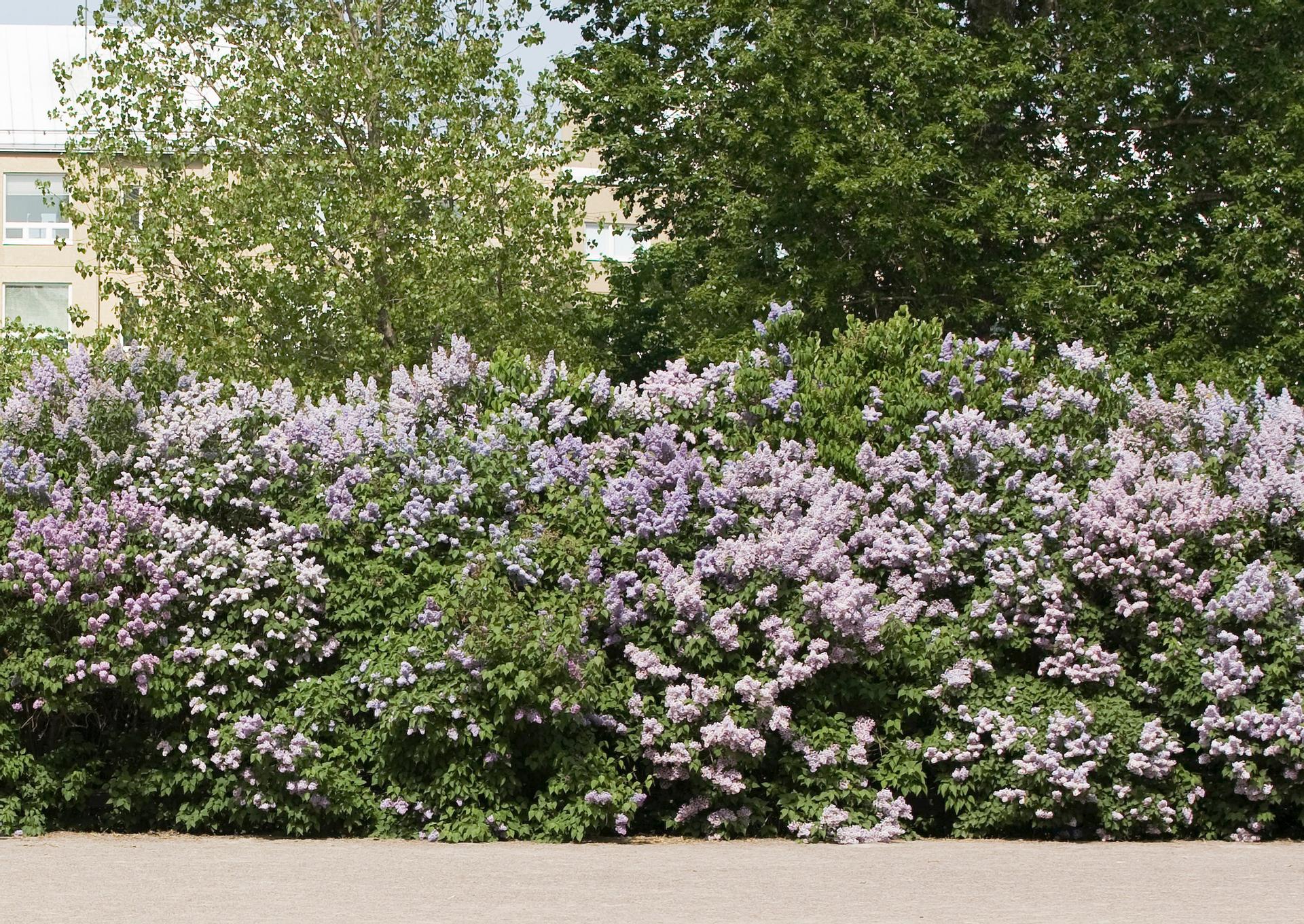 Syreenin kasvatus, hoito ja leikkaus – lue ohjeet! | Viherpiha