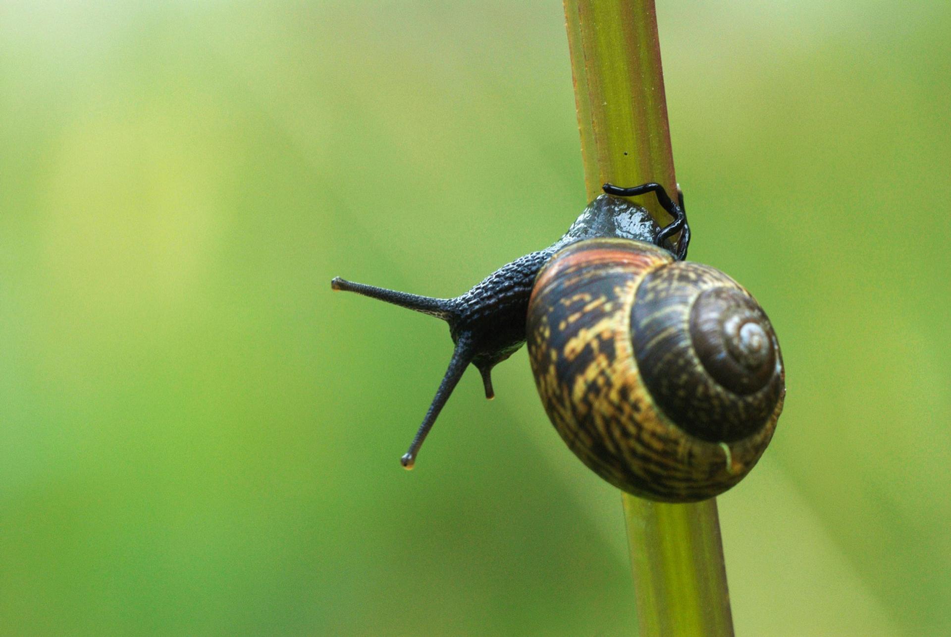 Lehtokotilo on pihan riesa – näin sen hävittäminen onnistuu! | Viherpiha