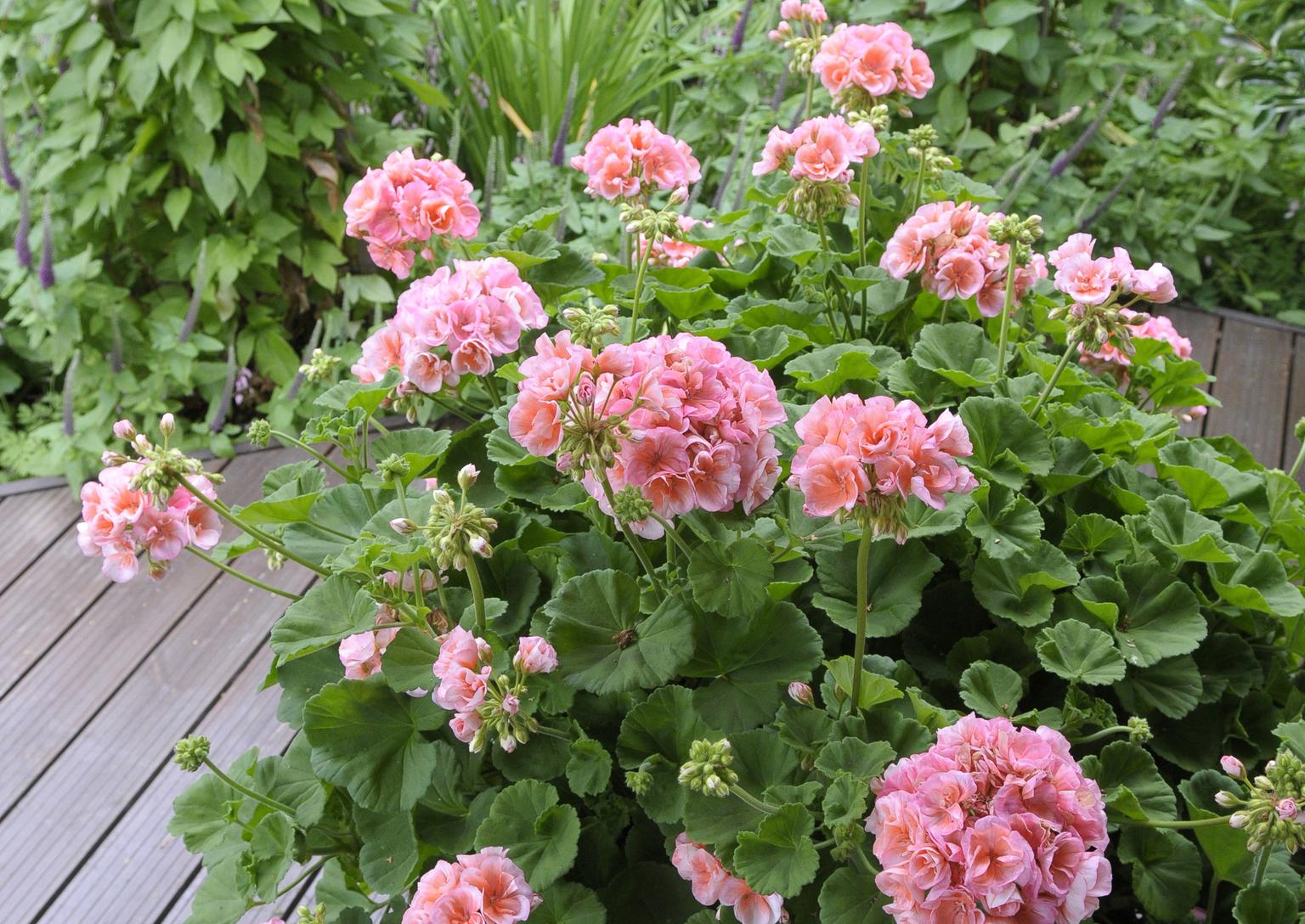 Pelargonin hoito ja lisäys pistokkaasta | Meillä kotona