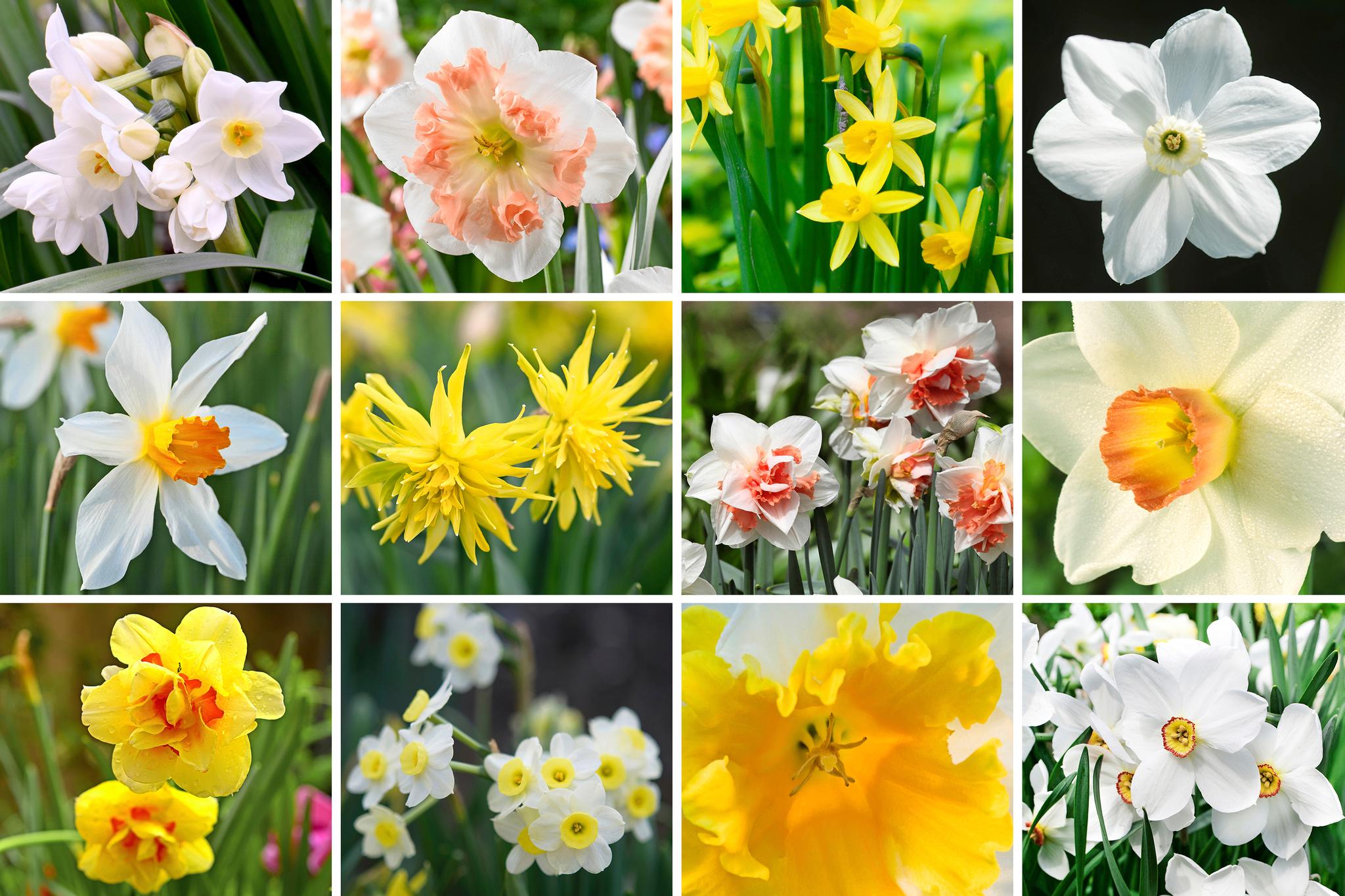 10 syytä rakastaa (ja istuttaa!) narsisseja | Viherpiha