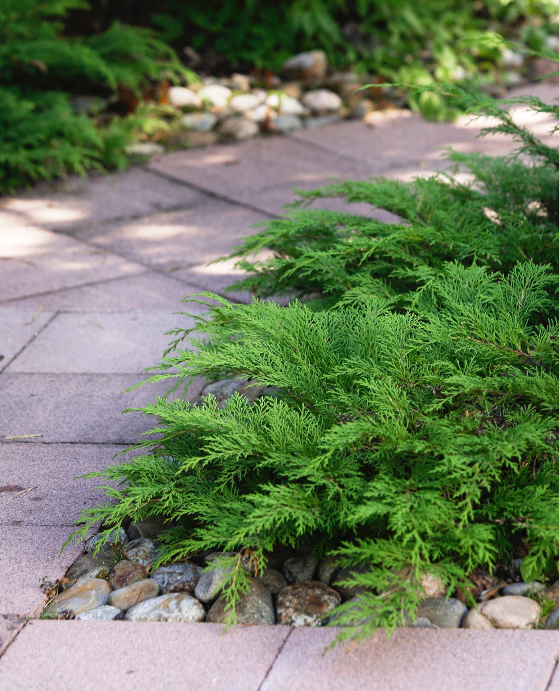 Tuivio: kasvatus, hoito ja istutusideat | Kotona