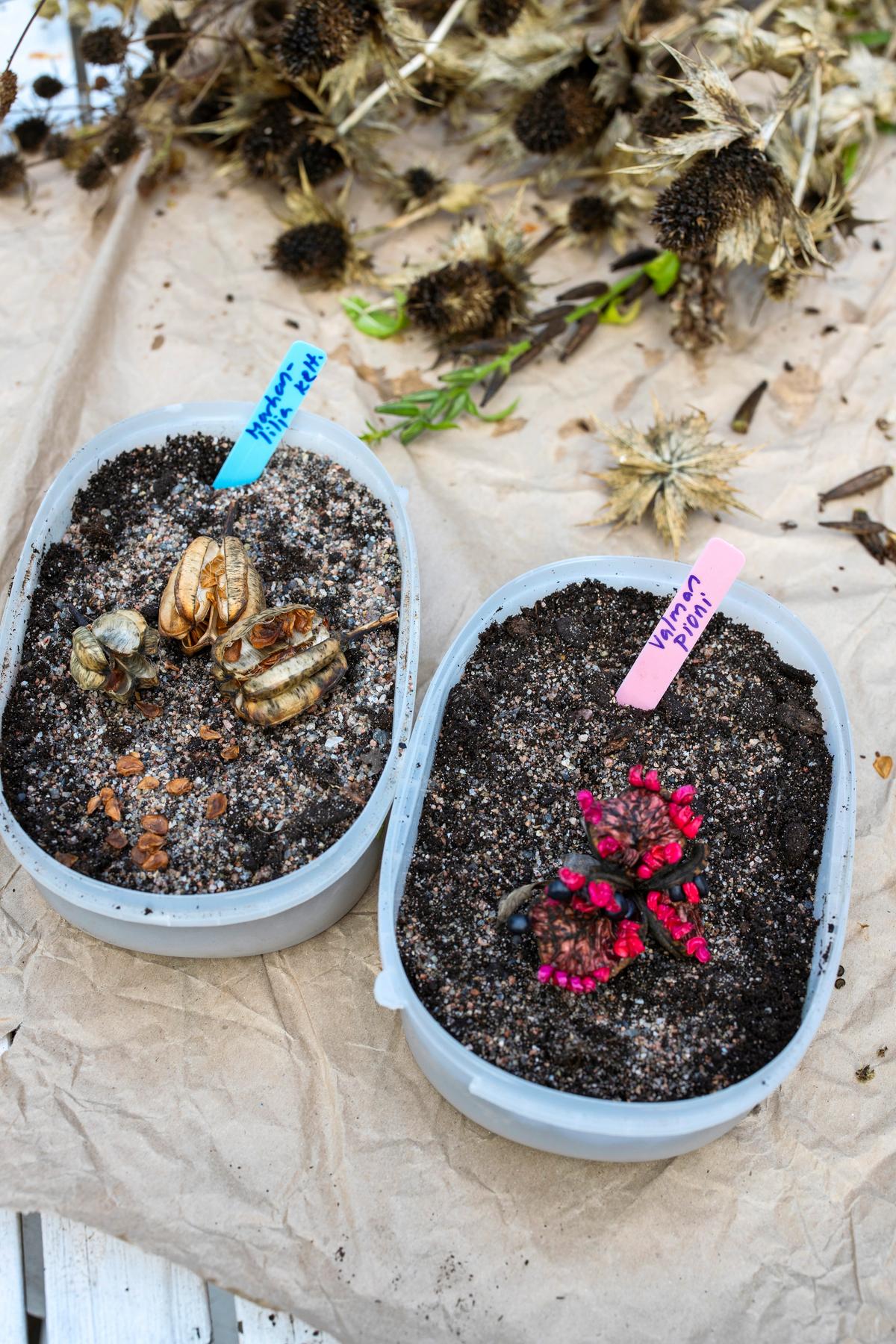 Syyskylvö – katso lajit sekä vinkit, joilla onnistut | Viherpiha