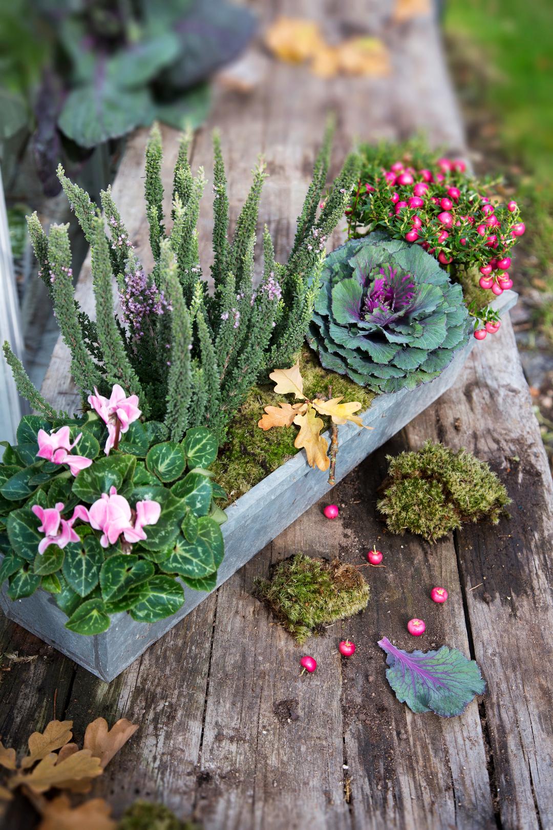 Syysistutukset ruukussa | Viherpiha