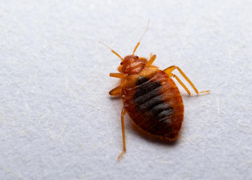 Lude – purema tai jäljet paljastavat luteet! | Kotona