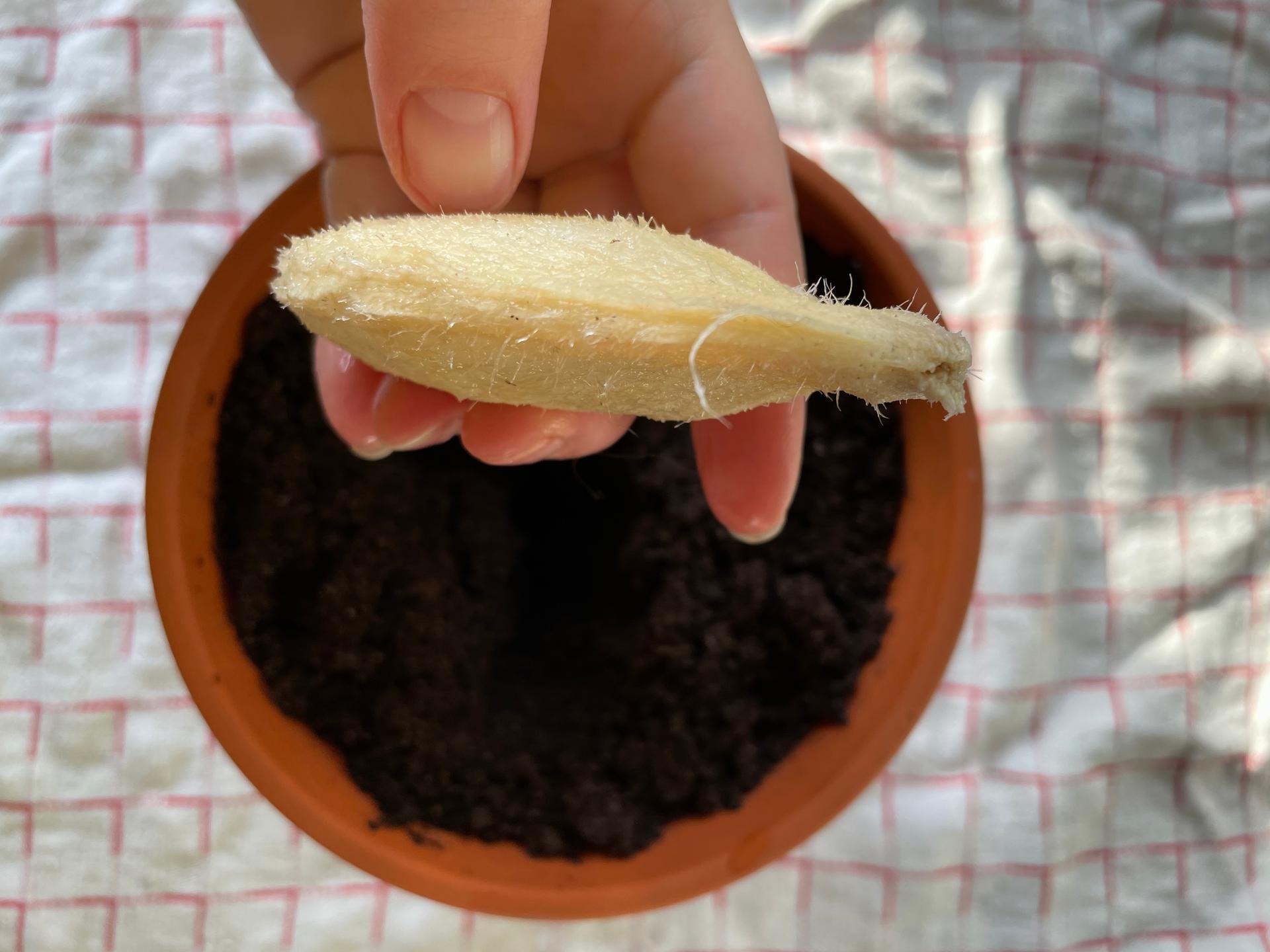 Mangon kasvatus | Viherpiha